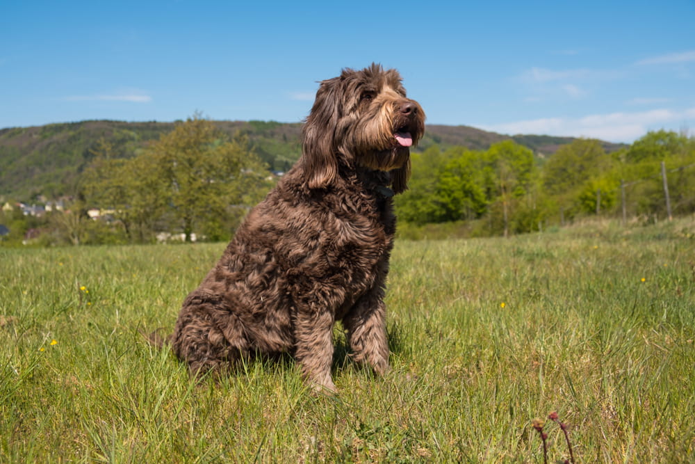 Labradoodle | Great Pet Care