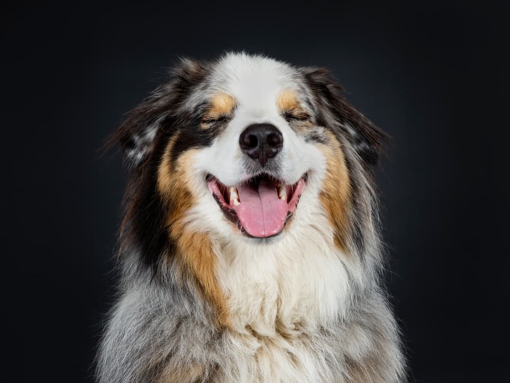 Australian Shepherd | Great Pet Care