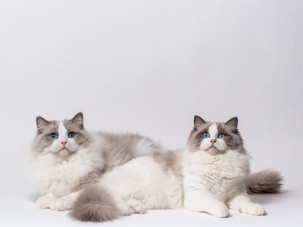 Ragdoll Cat | Great Pet Care