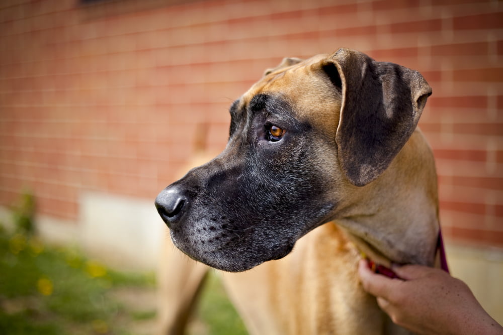 Great Dane | Great Pet Care