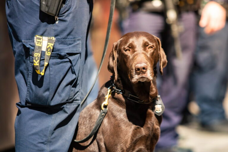 6 Police Dog Breeds That Help Law Enforcement | Great Pet Care
