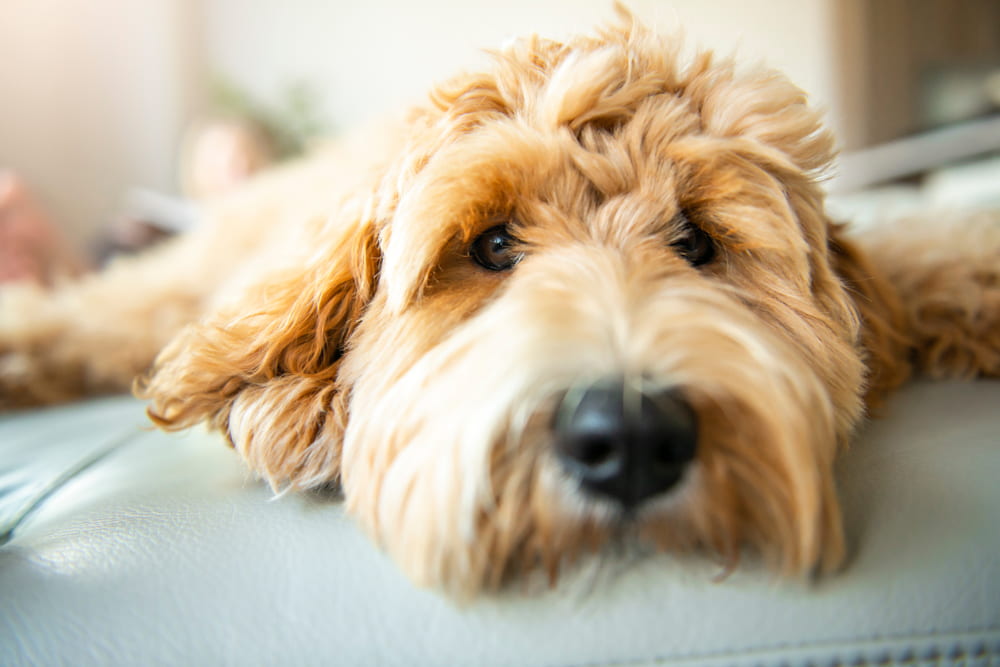 Labradoodle | Great Pet Care