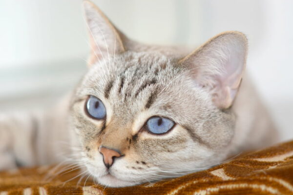 Cat Vomiting: 7 Causes and How to Help | Great Pet Care