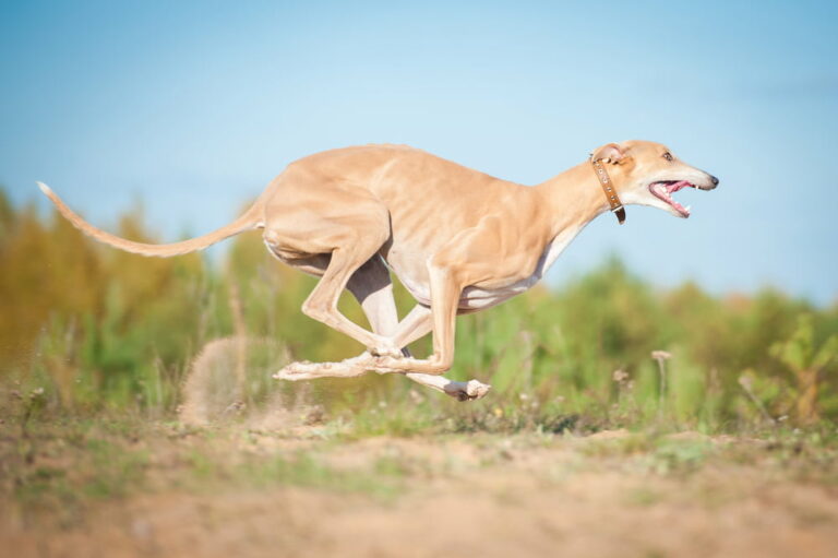 Greyhound | Great Pet Care