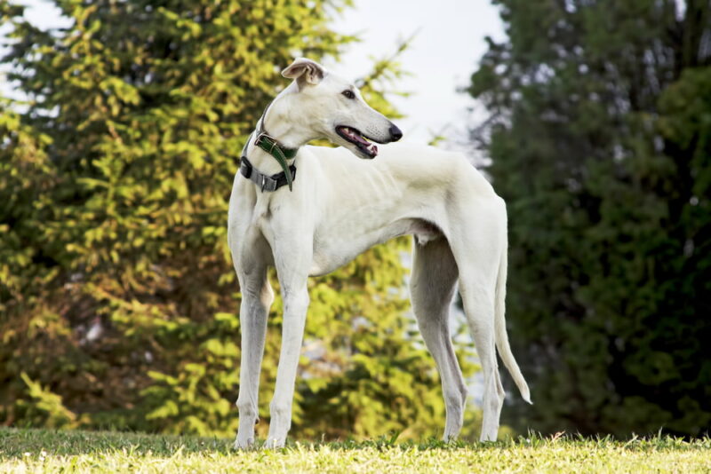 Greyhound | Great Pet Care