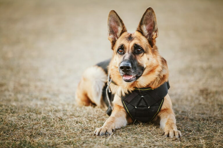 6 Police Dog Breeds That Help Law Enforcement | Great Pet Care