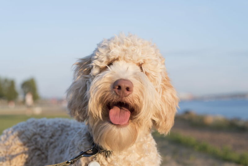 Labradoodle | Great Pet Care
