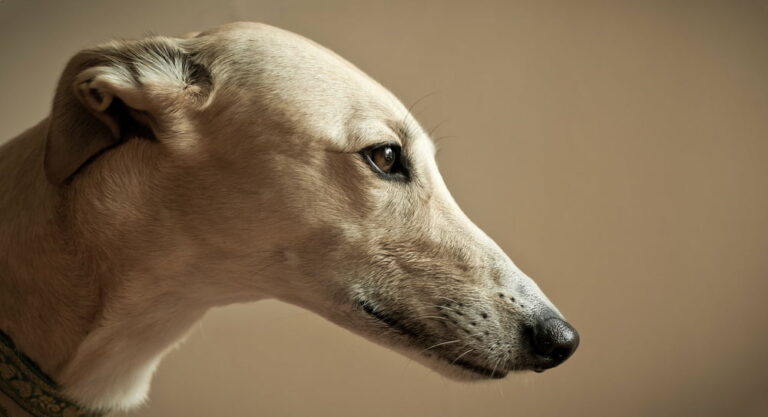 Greyhound | Great Pet Care