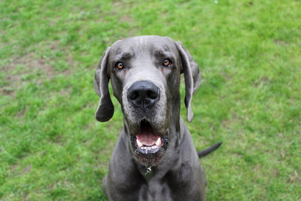 Great Dane | Great Pet Care