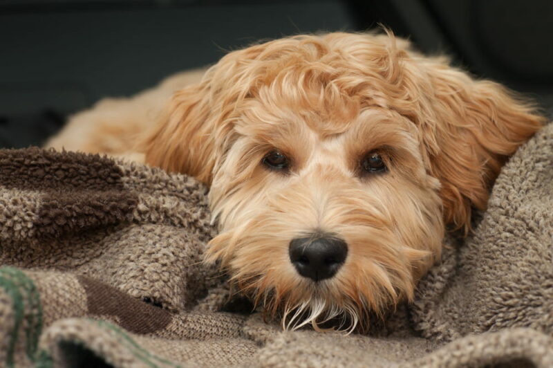 Labradoodle | Great Pet Care