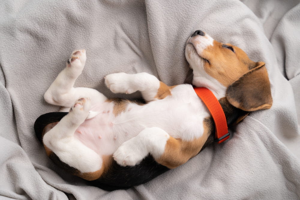 Beagle | Great Pet Care