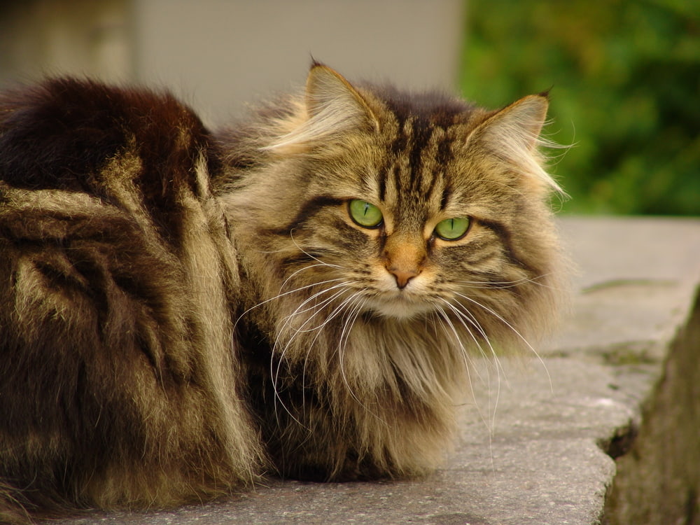 Norwegian Forest Cat | Great Pet Care