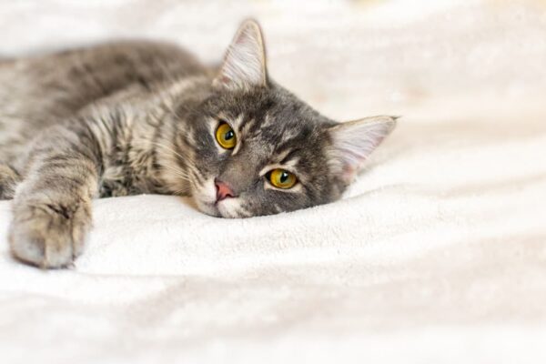 Coughing Cat: 11 Common Causes (and How to Help) | Great Pet Care
