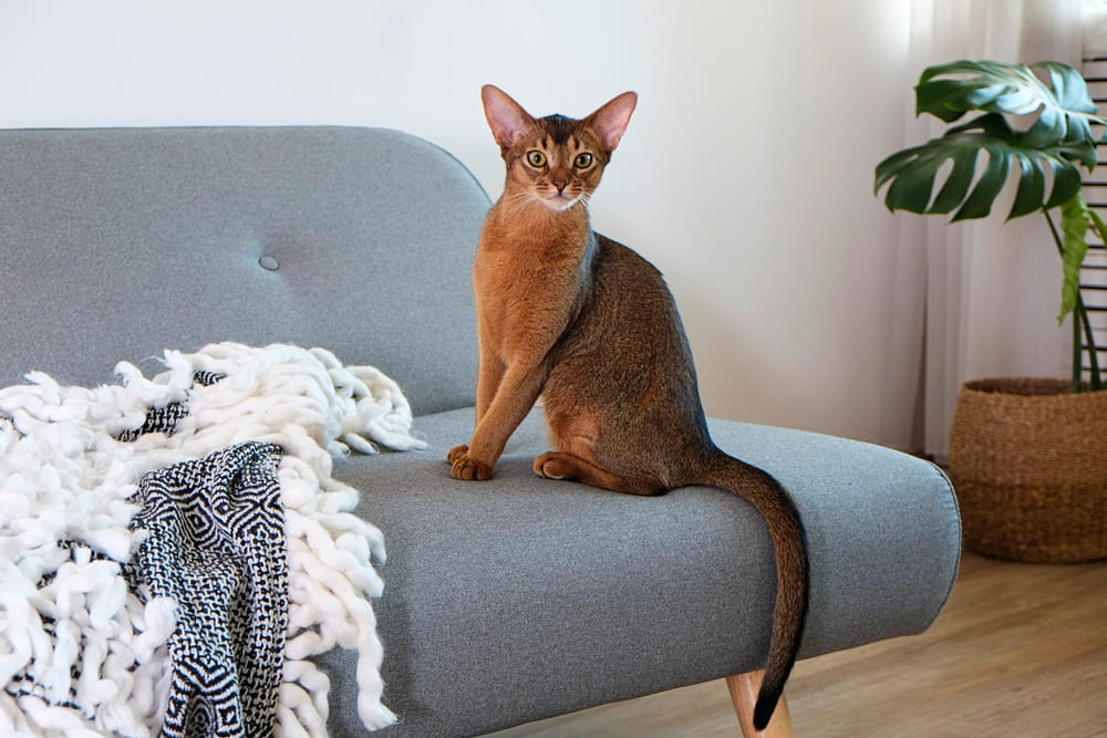 Abyssinian Cat | Great Pet Care
