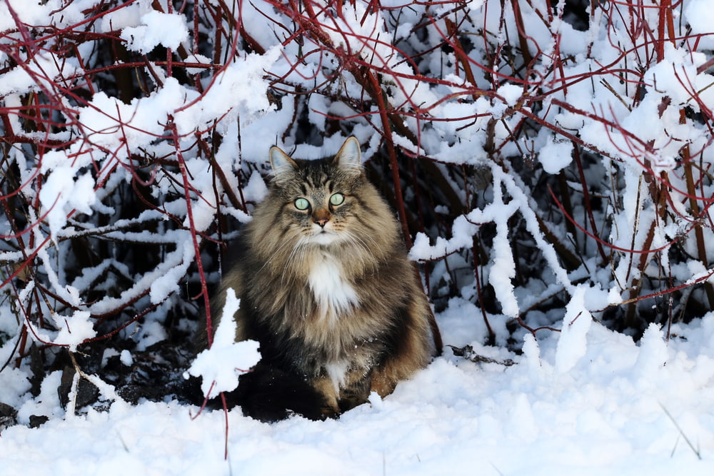 Norwegian Forest Cat | Great Pet Care