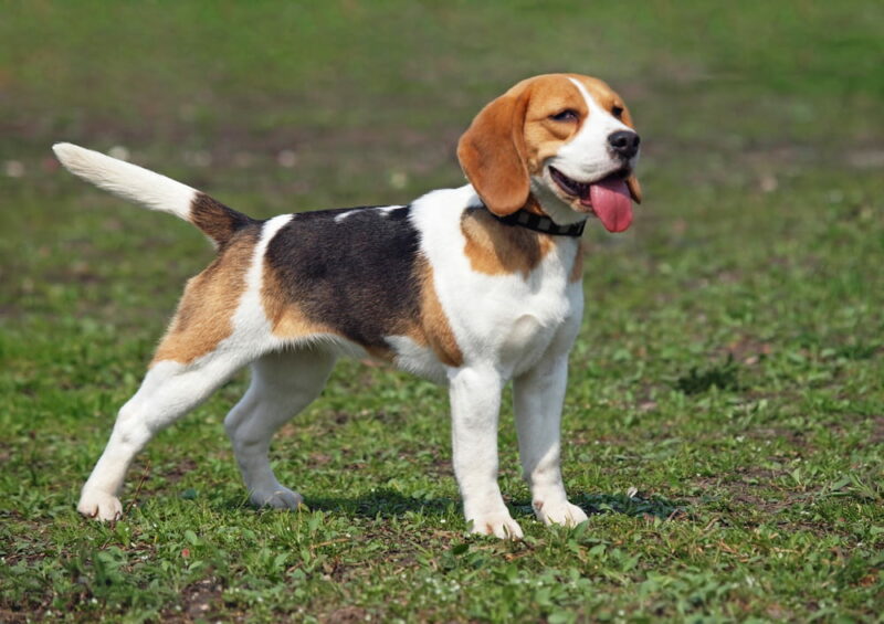 Beagle | Great Pet Care