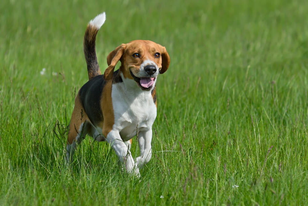 Beagle | Great Pet Care