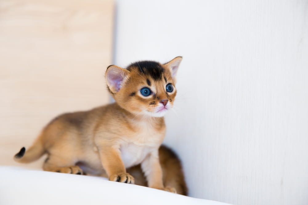 Abyssinian Cat | Great Pet Care