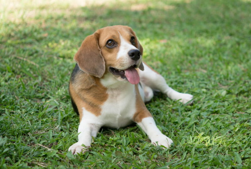 Beagle | Great Pet Care
