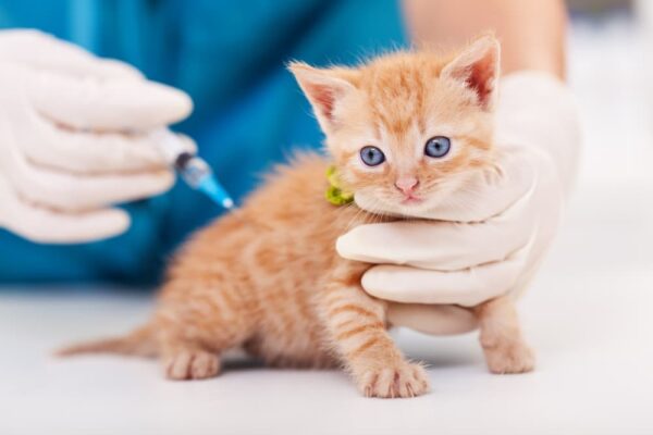 FVRCP Vaccine for Cats | Great Pet Care