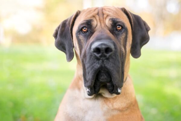 Dog Jowls: Everything You Need to Know | Great Pet Care