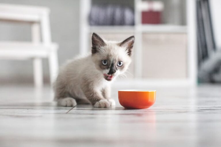 What Do Kittens Eat Great Pet Care What Do Kittens Eat Great Pet Care