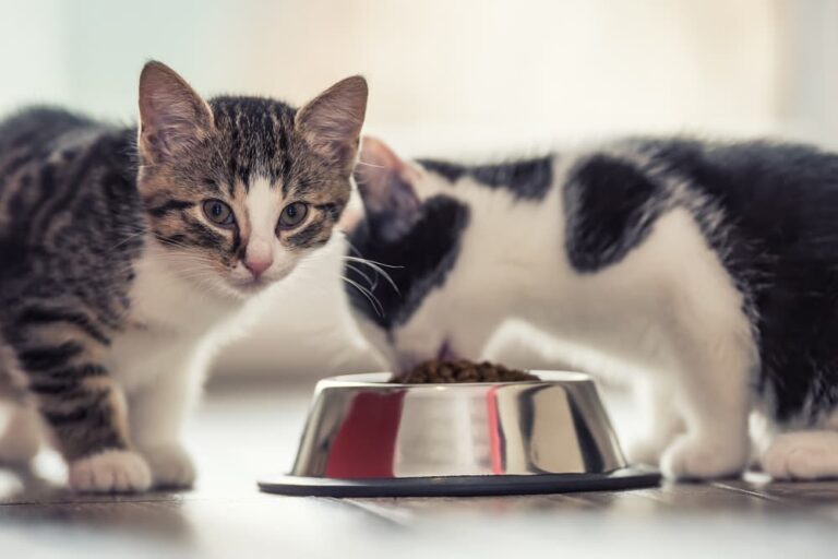 What Do Kittens Eat Great Pet Care What Do Kittens Eat Great Pet Care
