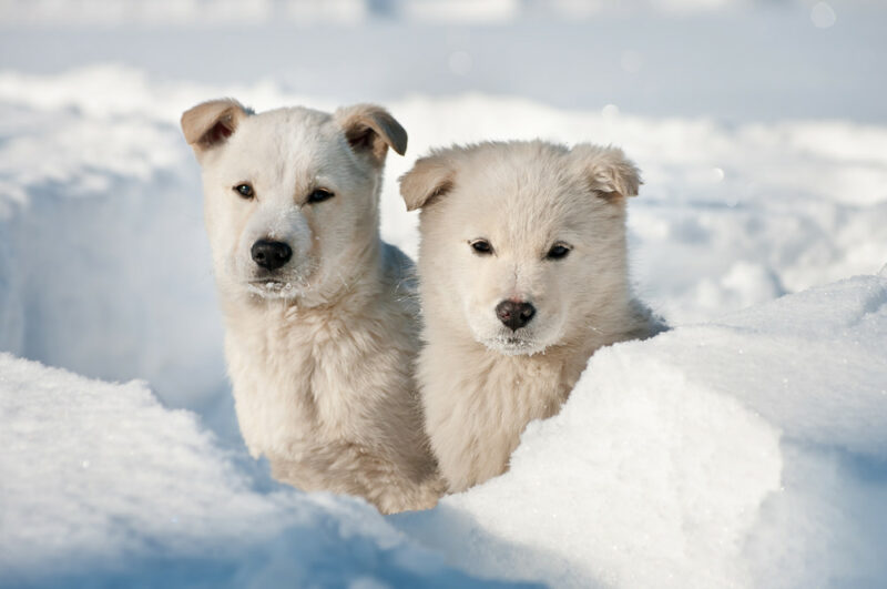 80 White Dog Names for Snow-Colored Pups | Great Pet Care